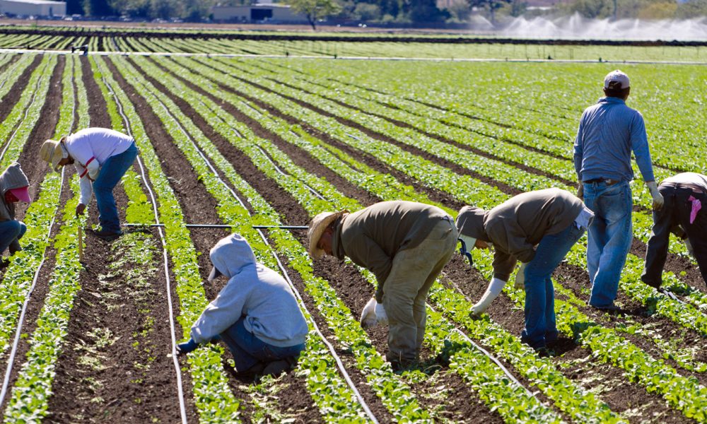 Farm Worker Wanted On Diversified Organic Farm – Holland Centre Ontario ...