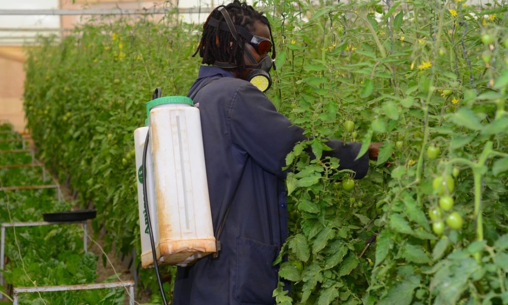 Greenhouse Crop Worker – Careers Job In Canada