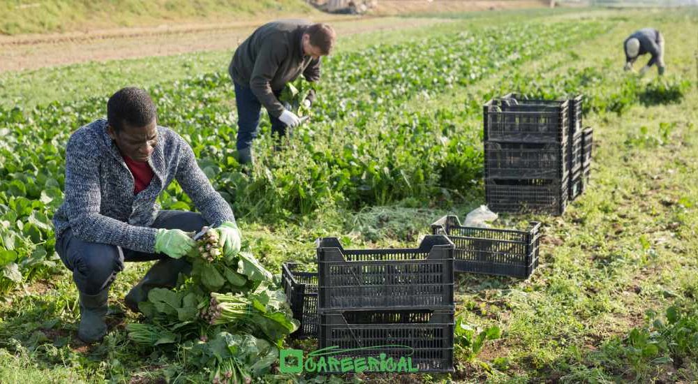 Farm Labourer Jobs Full Time – Careers Job In Canada
