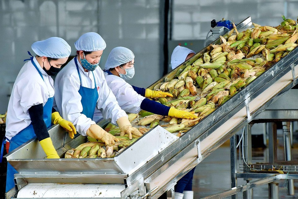 Fruit and Vegetable Machine Operator – Careers Job In Canada